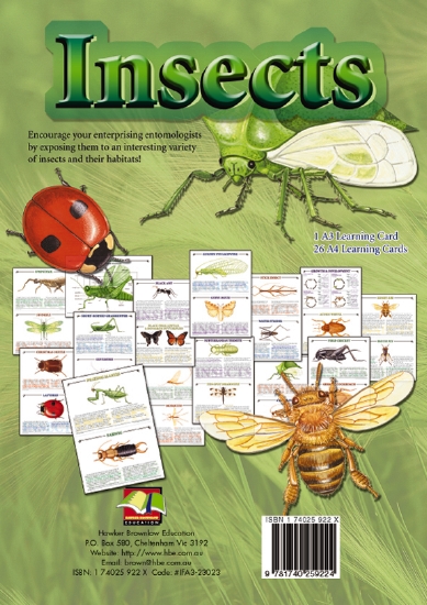 The Store - INSECTS LEARNING CARDS - Book - The Store
