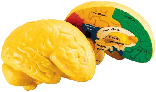 Product: CROSS-SECTION HUMAN BRAIN MODE - Toy/Game - School Essentials