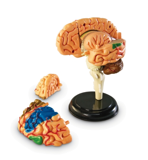 The Store - BRAIN ANATOMY MODEL - Toy/Game - The Store