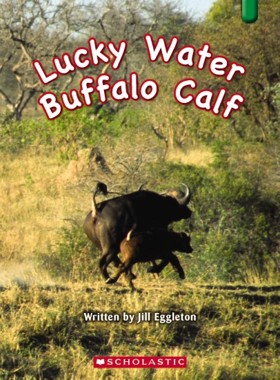 Product: LUCKY WATER BUFFALO CALF - Book - School Essentials