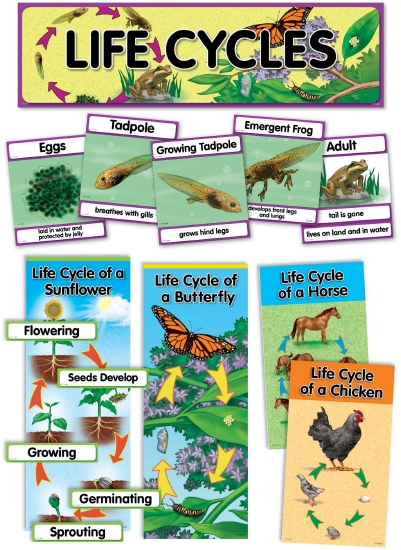 The Store - LIFE CYCLES BULLETIN BOARD SET - Teacher Resource - The Store