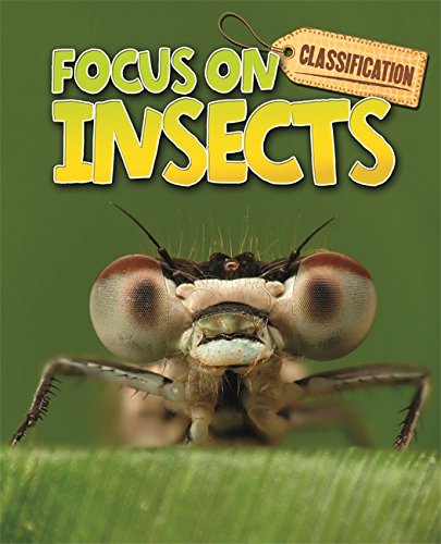 Product: FOCUS ON INSECTS - Book - School Essentials