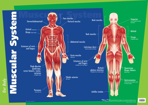 Product: MUSCULAR SYSTEM POSTER - Teacher Resource - School Essentials