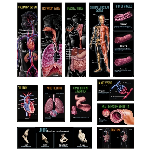 Product: HUMAN BODY BULLETIN BOARD SET - Teacher Resource - School ...