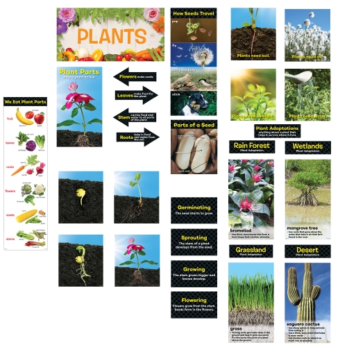 Product: Plants Mini Bulletin-Board - Teacher Resource - School Essentials