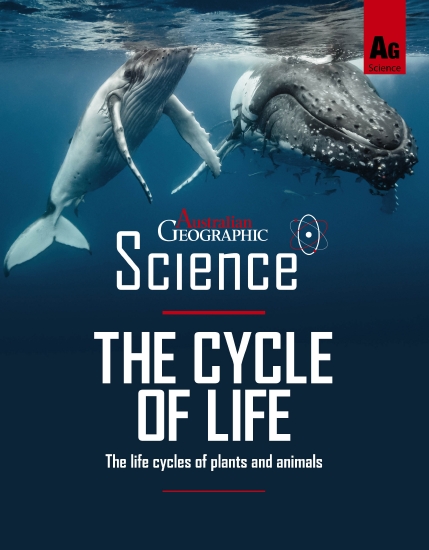 The Store - CYCLE OF LIFE - Book - The Store