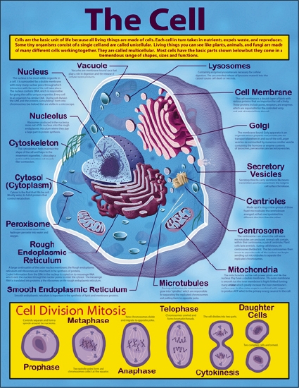 The Store - CELL CHART - Teacher Resource - The Store