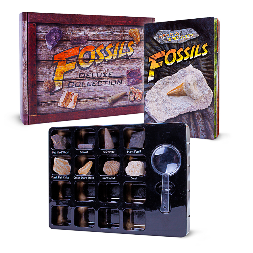 The Store - Fossils Deluxe Collection - Toy/Game