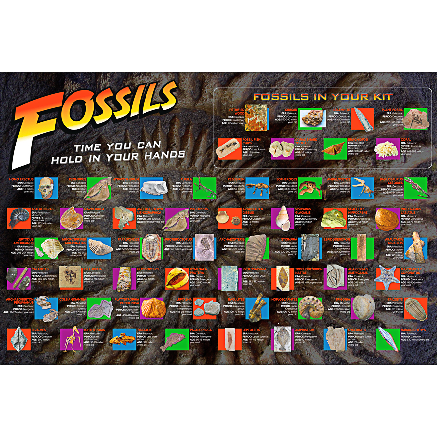The Store - Fossils Deluxe Collection - Toy/Game - The Store